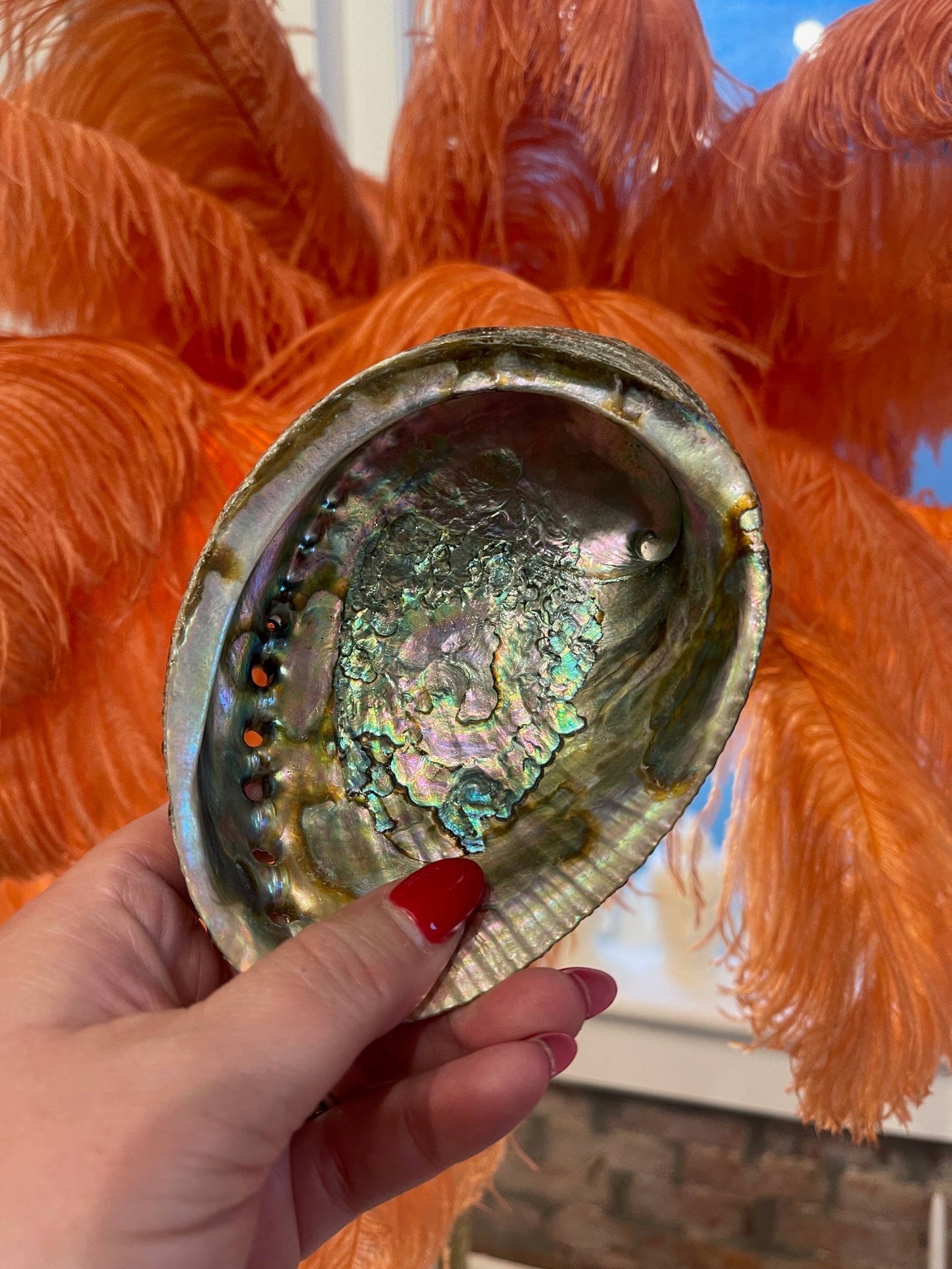 Alternative Imagination Larger sizes of Abalone Shells by Alternative ...